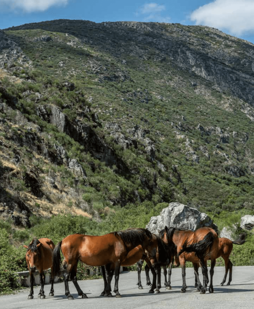 Garrano, o bravo cavalo das montanhas – A MAGAZINE
